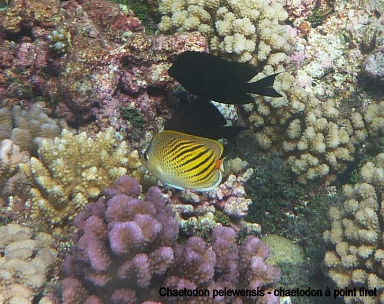 Yovo: Les Tuamotu Deuxième partie : Fakarava, Toau et Apataki